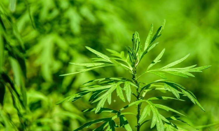 Medicinal Properties of Mugwort: A Herb with Surprising Benefits
